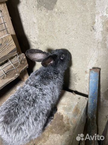 Кролик полтавское серебро