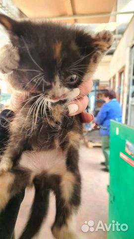 Котенок 3 недели SOS