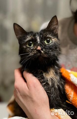 Кошечка трехцветка счастье в дом