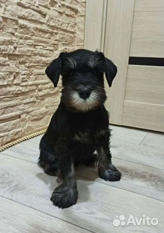 Цвергшнауцер черный с серебром щенки