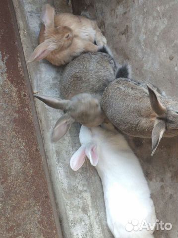 Продам самок крола