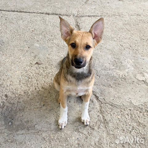 Ищем дом Баффи