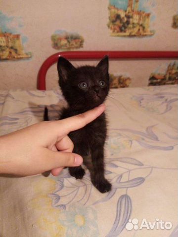 Британская кошка в дар