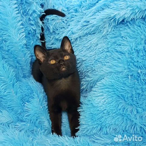 Котятки бомбейчики