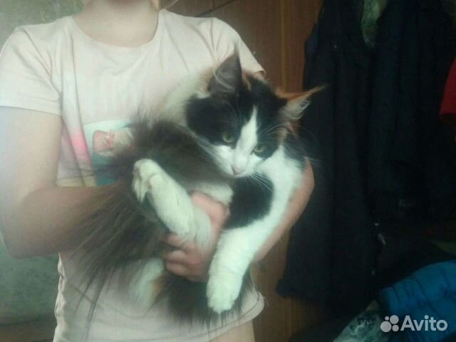 Кошка Мэйн-кун