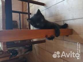 Котенок в дар бесплатно