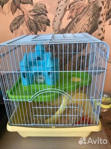 Джунгарский хомяк