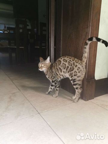 Бенгальская кошка бесплатно
