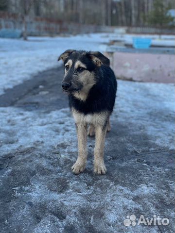 Щенок Венга ищет хозяина