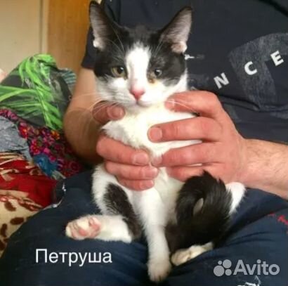 Котик Петенька ищет свой дом
