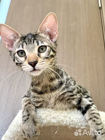 Котенок саванна