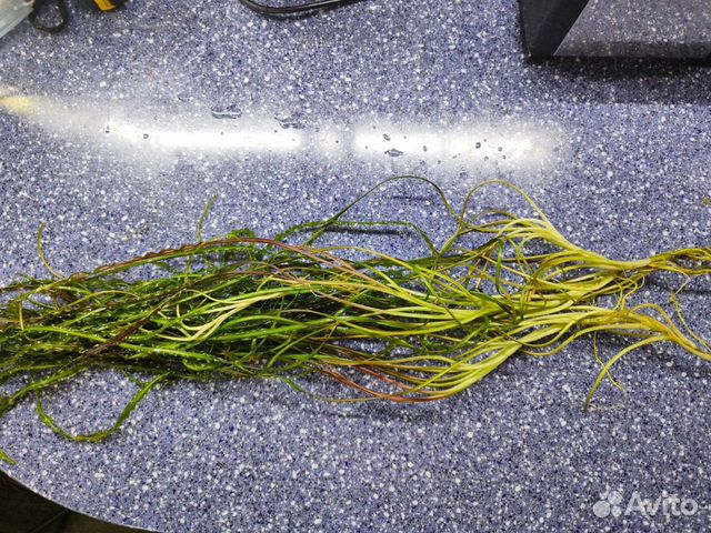 Аквариумные растения