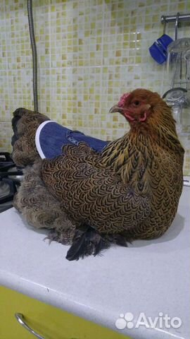 Куры и петухи Брама куропатчатая