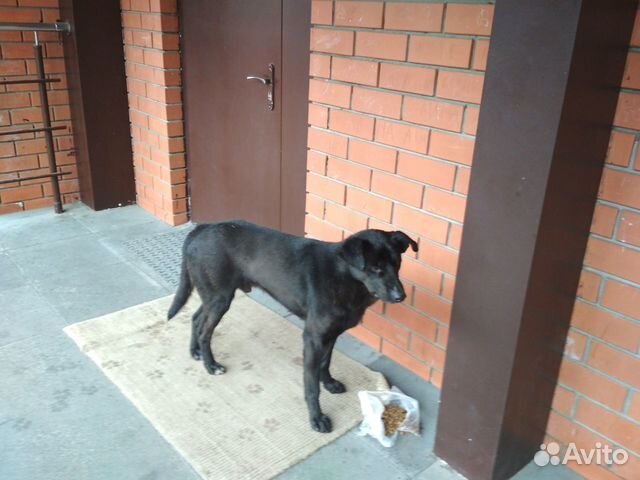 Найдена собачка