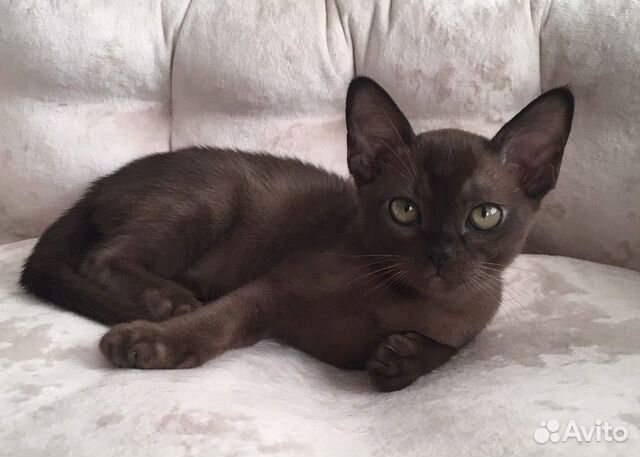 Бурманские котята