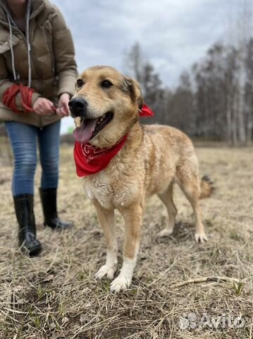 Собака в добрые руки. Умная и добрая