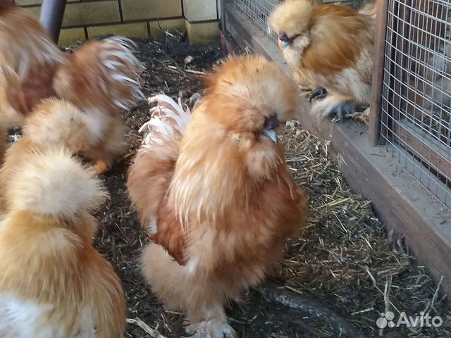 Китайские шелковые петушки бафы