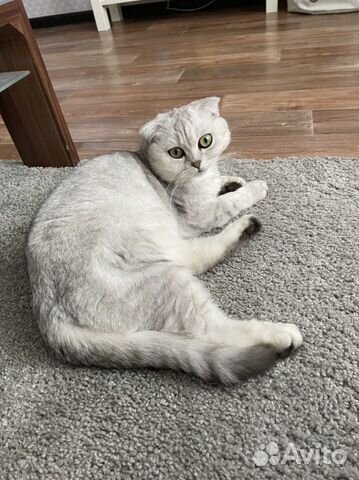 Шотландская