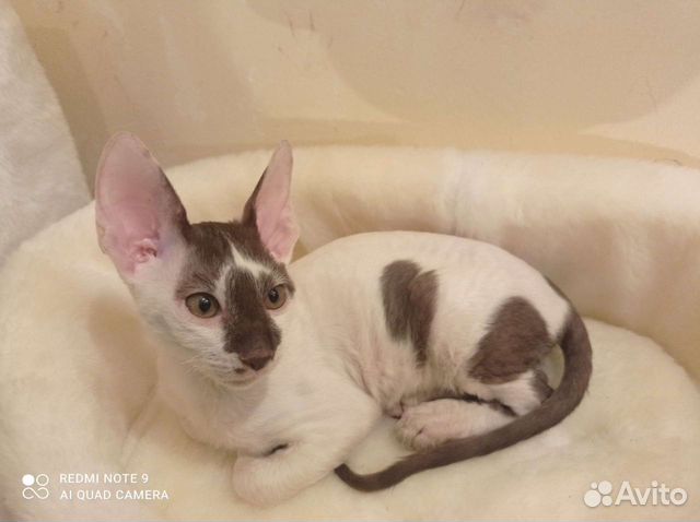 Отдам бесплатно