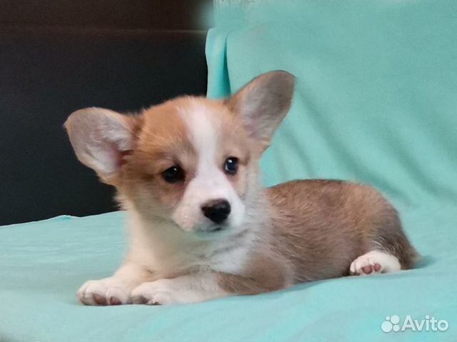 Вельш Корги Пемброк. Рыжик