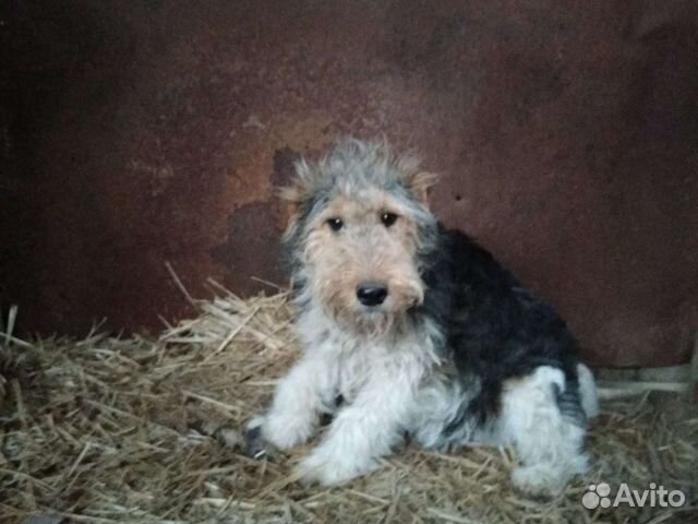 Продам фокстерьера