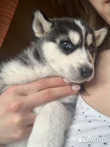 Животные