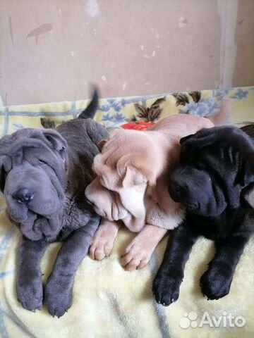 Шарпейки продажа