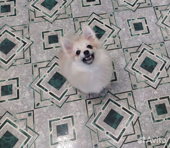 Щенки шпица