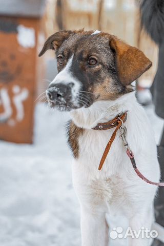 Чарли для счастья в семье