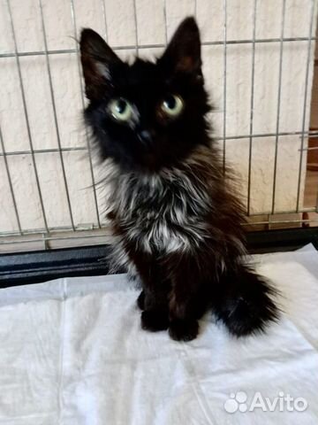 Котята в добрые руки москва