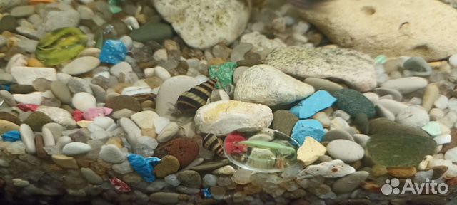 Хищные улитки Хелена