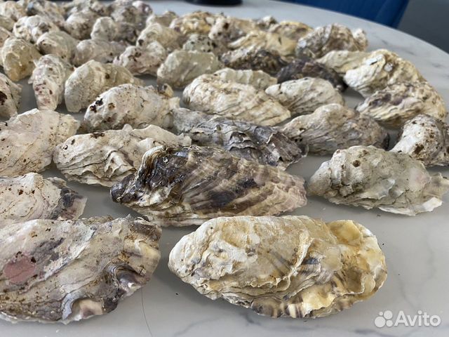 Морские ракушки раковины