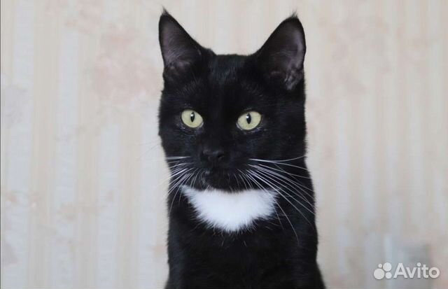 Маркизный котенок-мальчик в дар