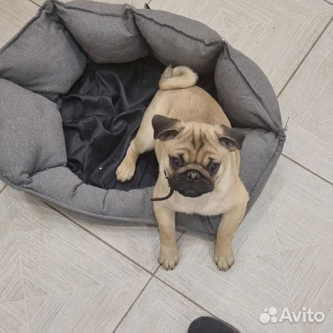 Мопс
