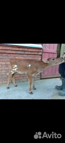 Телочка джерси и телочка красногорбатовской породы