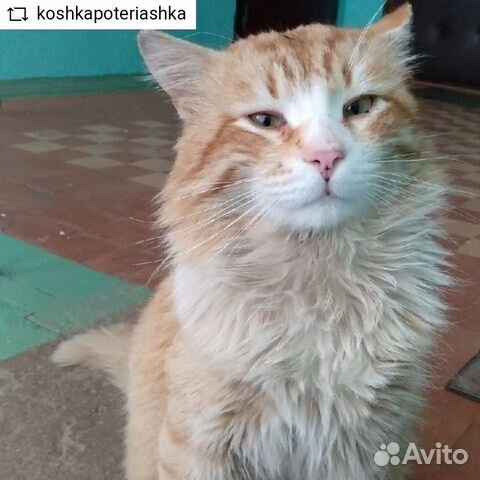 Скитается грустный,спокойный ручной Рыжик