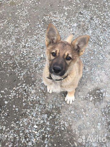 Собака в добрые руки щенок