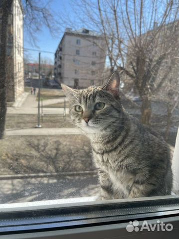 Потерялась кошка