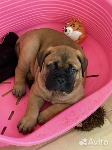 Бульмастиф