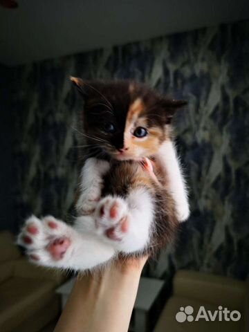 Котенок кошечка великолепная