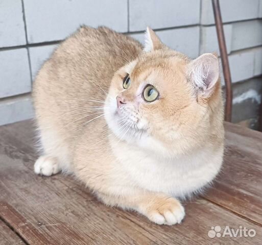 Кот ny12 в разведение