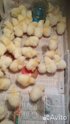 Цыплята бройлеры кобб 500