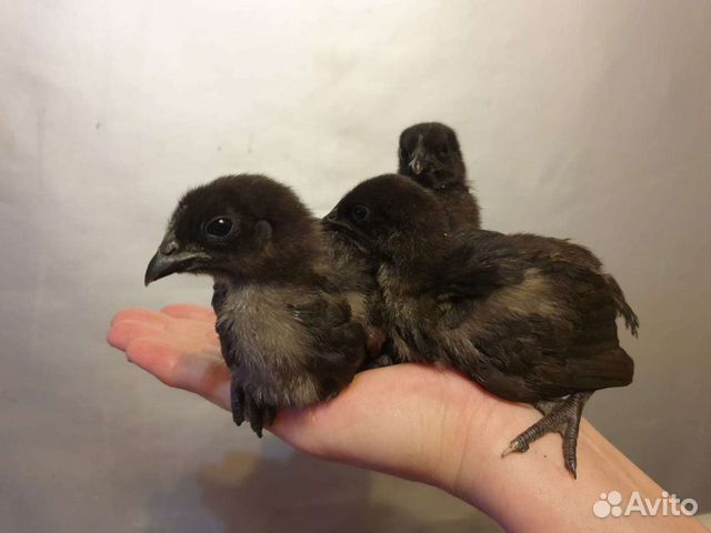 Куры цыплята