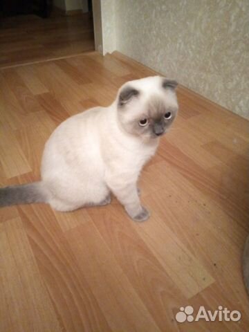 Котик шотландский вислоухий ищет себе кошечку