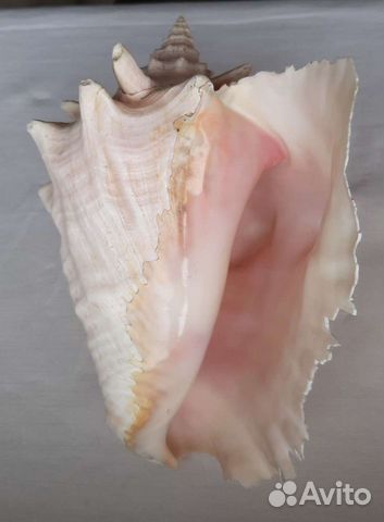 Раковина рапана