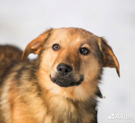 Ричик. Щенок в дар