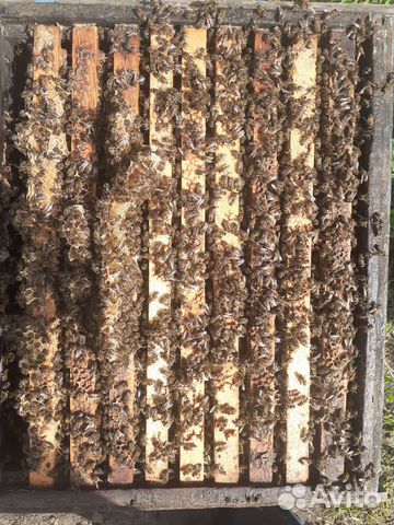 Продаются пчелы