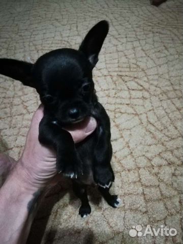 Собаки щенки. Чихуашки