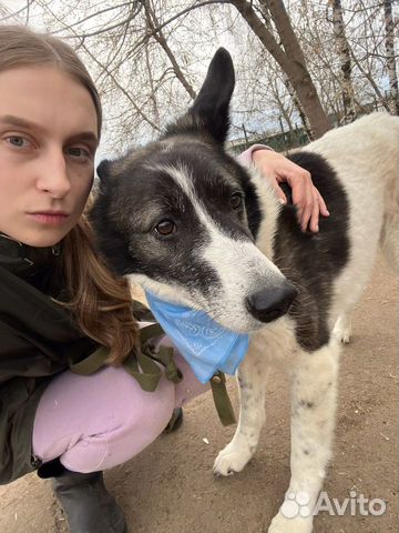 Отдам в добрые руки