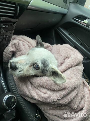 Старичок в добрые руки